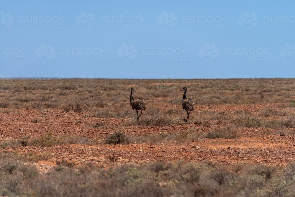 Image of 2 emus in remote outback - Austockphoto