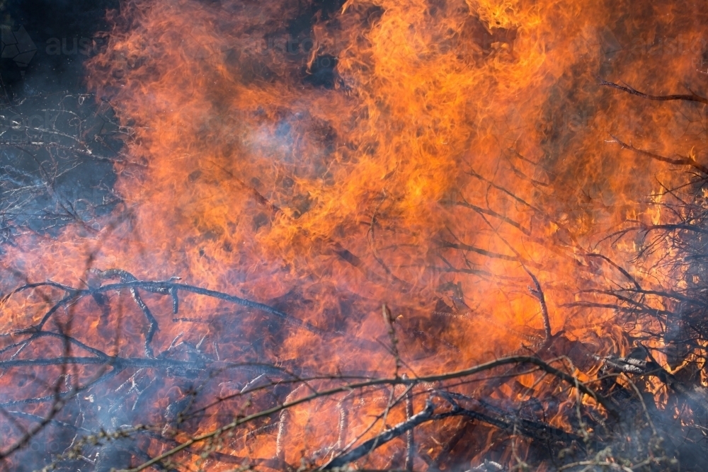Image of Bonfire burning trees - Austockphoto