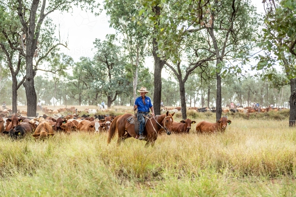 Image of A 90 year old stockman on his horse leads a mob of cattle ...