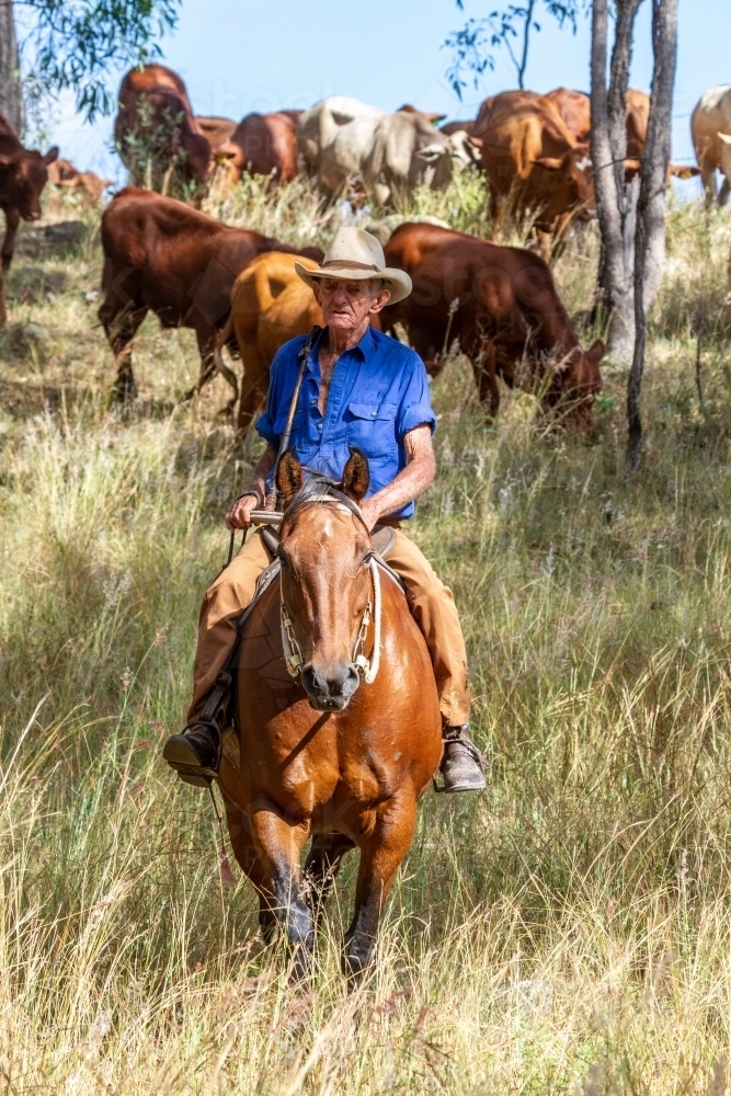 Image of A 90 year old stockman on his horse leads a mob of cattle ...