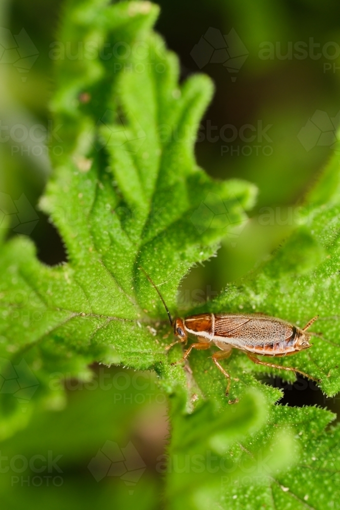 Image of A Balta Cockroach on Leaf - Austockphoto