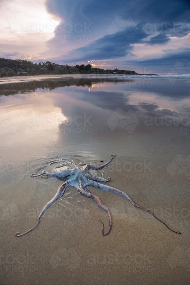 Image of A beached octopus lying on the sand under a stormy sky ...