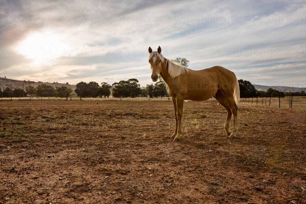 Image of A beautiful young horse standing in a paddock at sunset ...