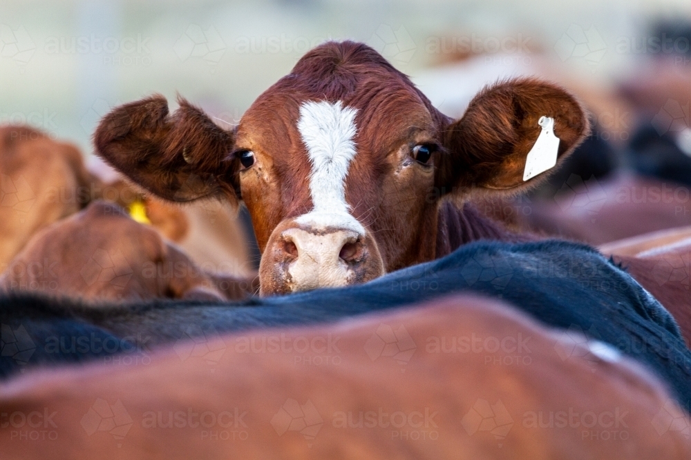 Image of A beef heifer raises her head to observe. - Austockphoto