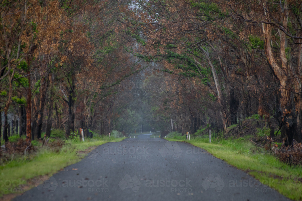 Image of A bitumen country road with green grass and trees scarred by ...