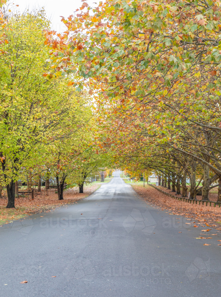 Image of A bitumen street with an avenue of trees with autumn foliage ...