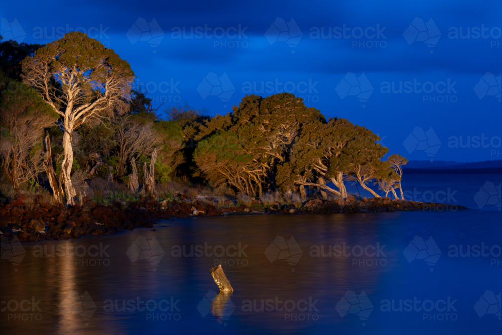Image of A blue-hour light-painting of trees and shoreline of an ...
