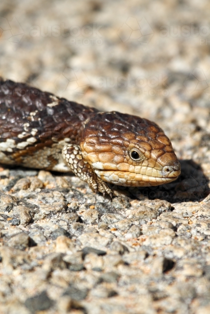 Image of A bobtail or blue-tongue lizard - Austockphoto