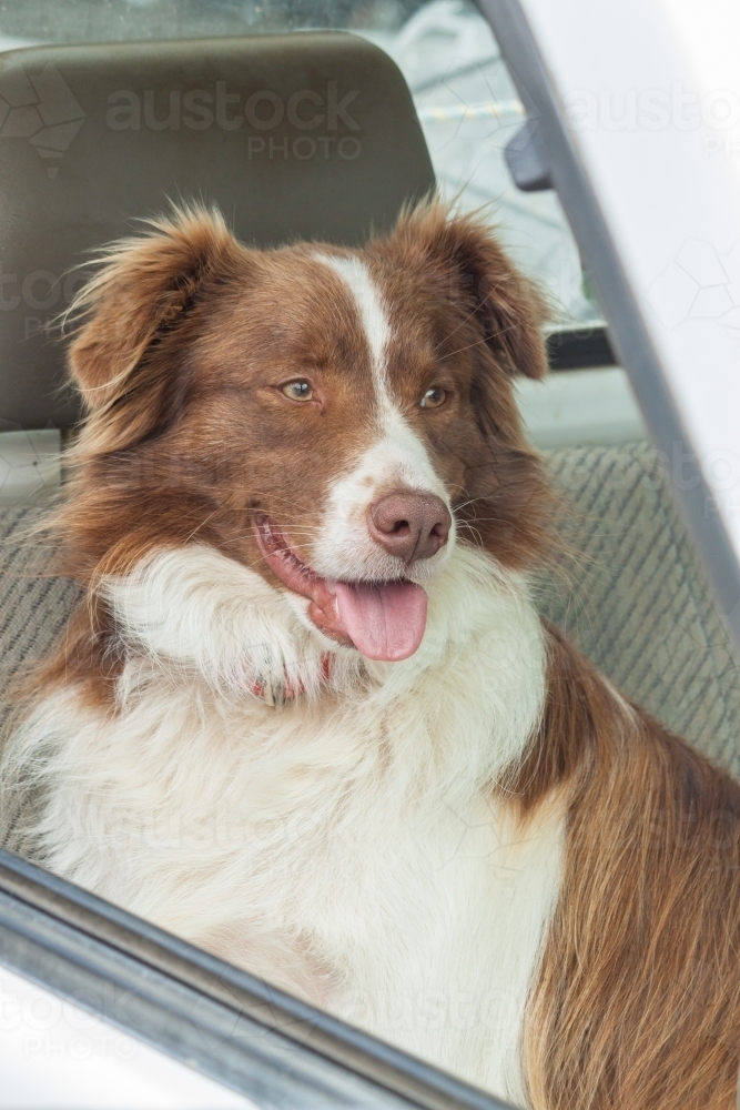 Image of A border collie sitting waiting in the window of a car ...