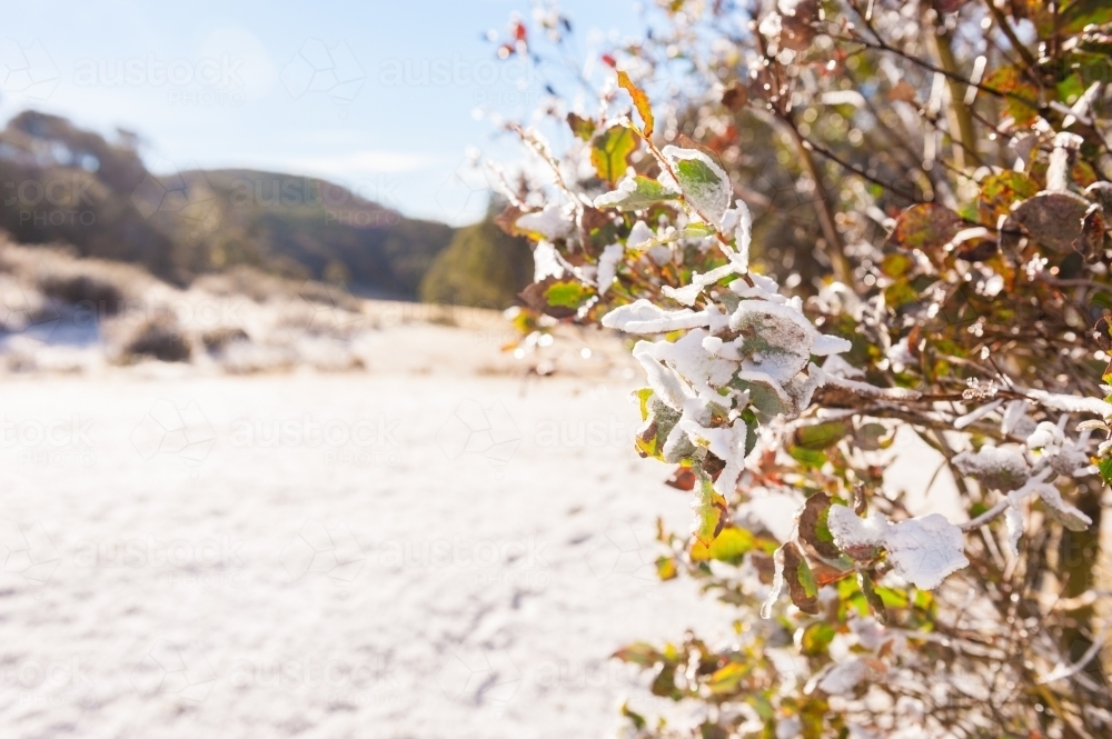 Image of A bush covered with snow - Austockphoto