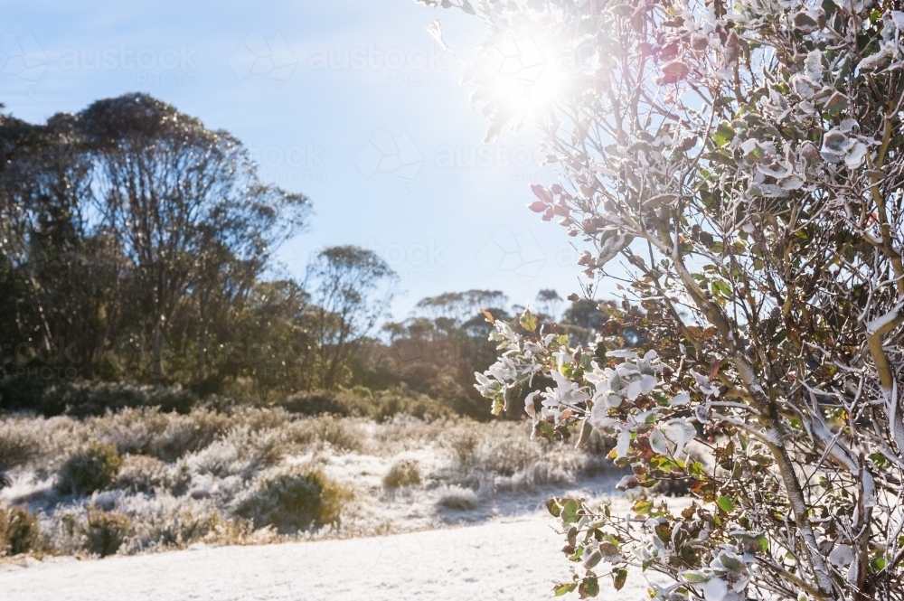 Image of A bush covered with snow - Austockphoto