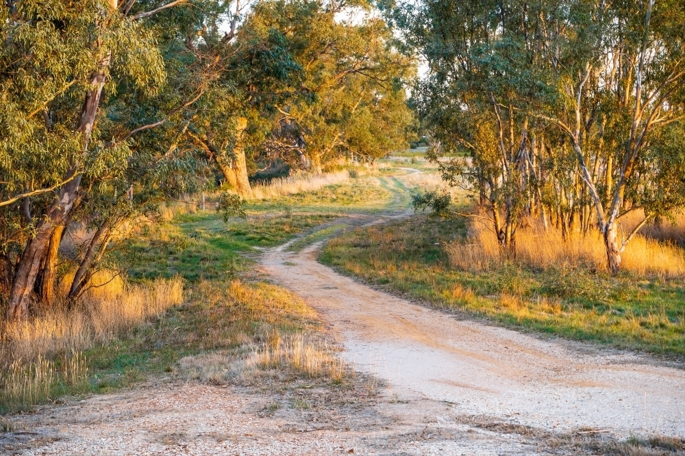 Image of A bush track winding through gumtrees - Austockphoto