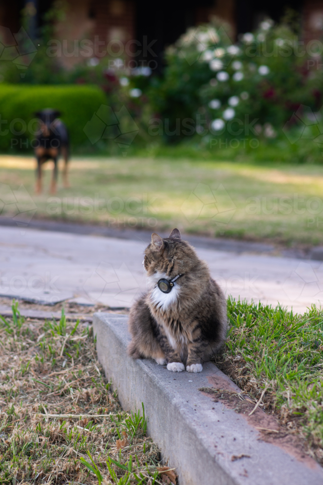 Image of a cat looking back at a dog - Austockphoto