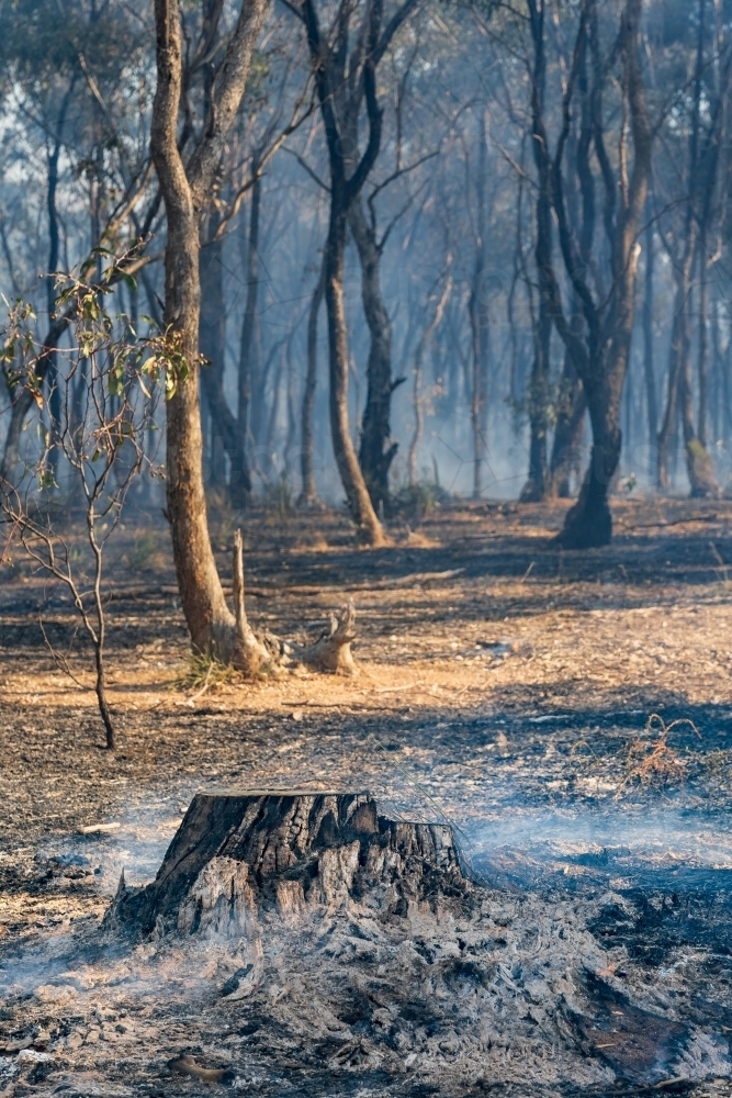 Image of A charred stump and gum trees from a bushfire surrounded by ...