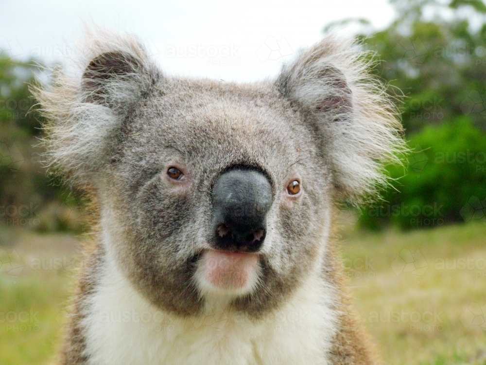 Image of A close up of a koala - Austockphoto
