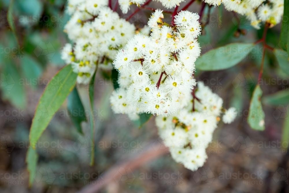 Image of A close up of white flowers on a Eucalyptus tree. - Austockphoto