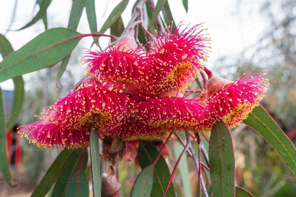 Image of A cluster of bright pink gum nut blossoms on Australian ...