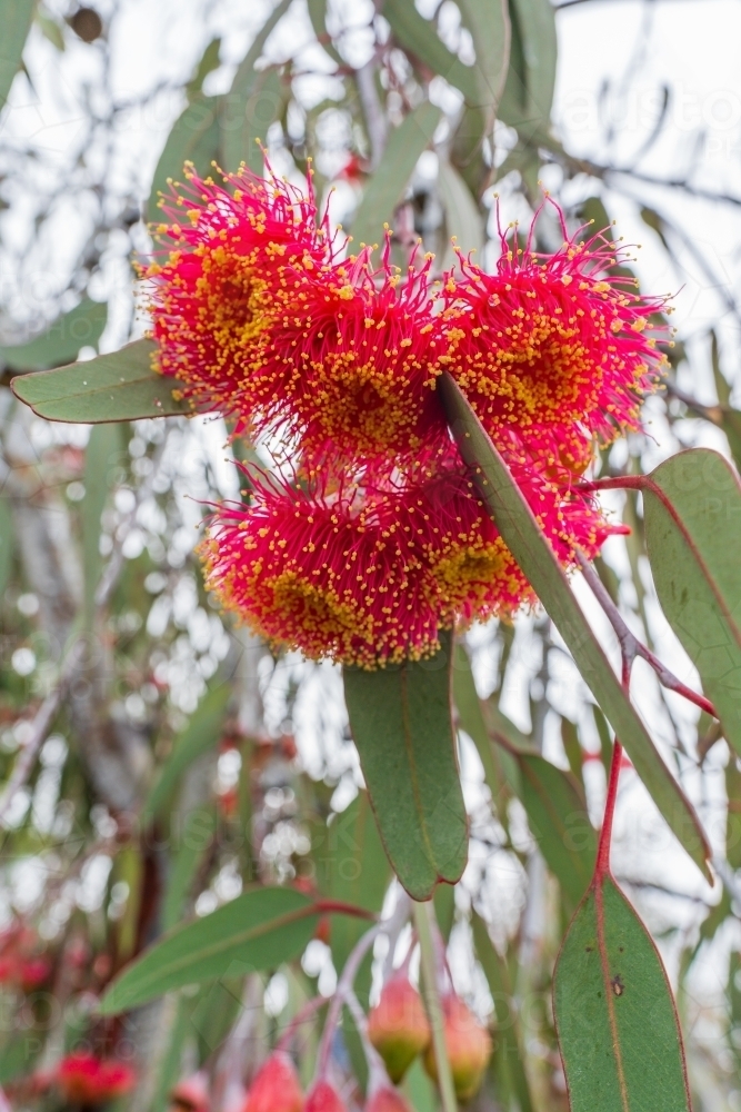 Image of A cluster of bright pink gum nut blossoms on Australian ...
