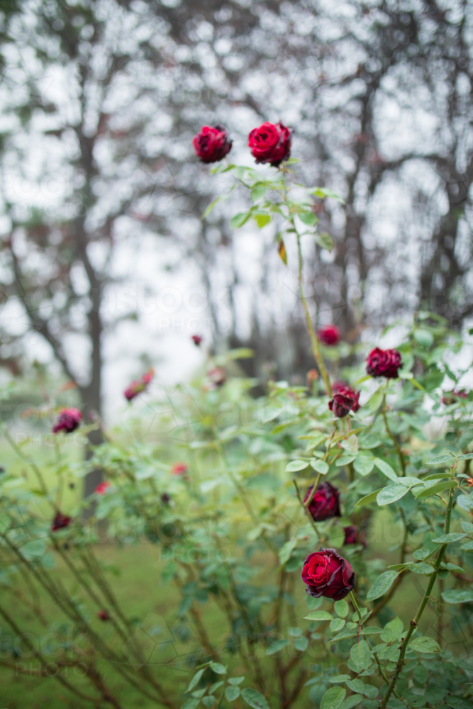 Image of A cluster of deep red rosebuds, touched by morning dew, stands ...