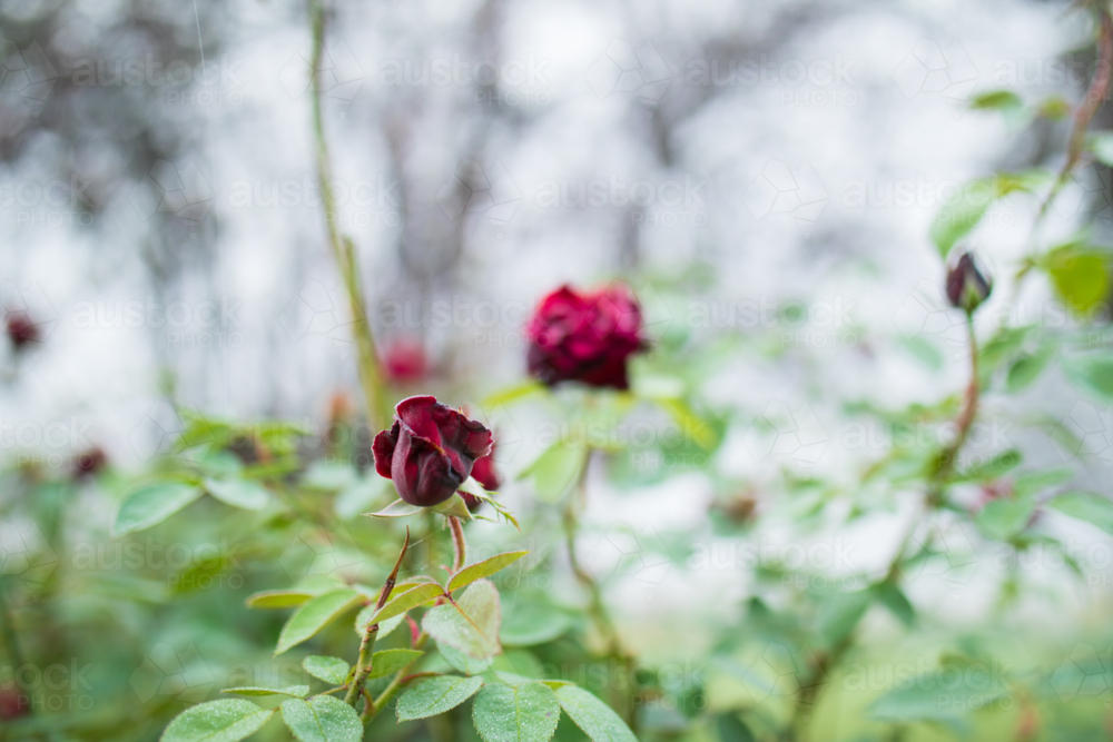 Image of A cluster of deep red rosebuds, touched by morning dew, stands ...