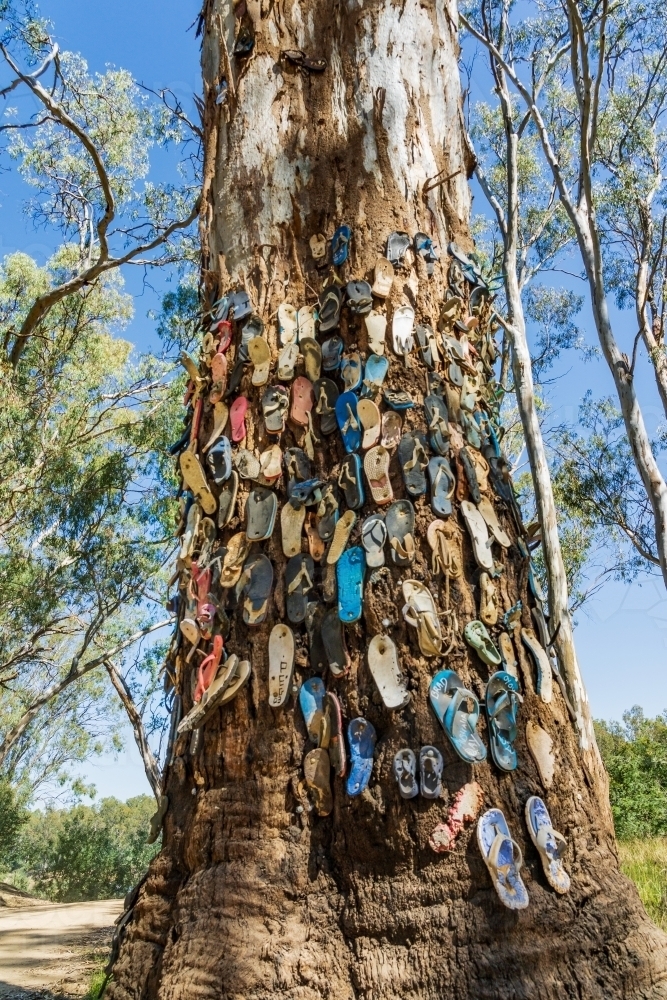 Image of A collection of colourful thongs nailed to the wide trunk of a ...