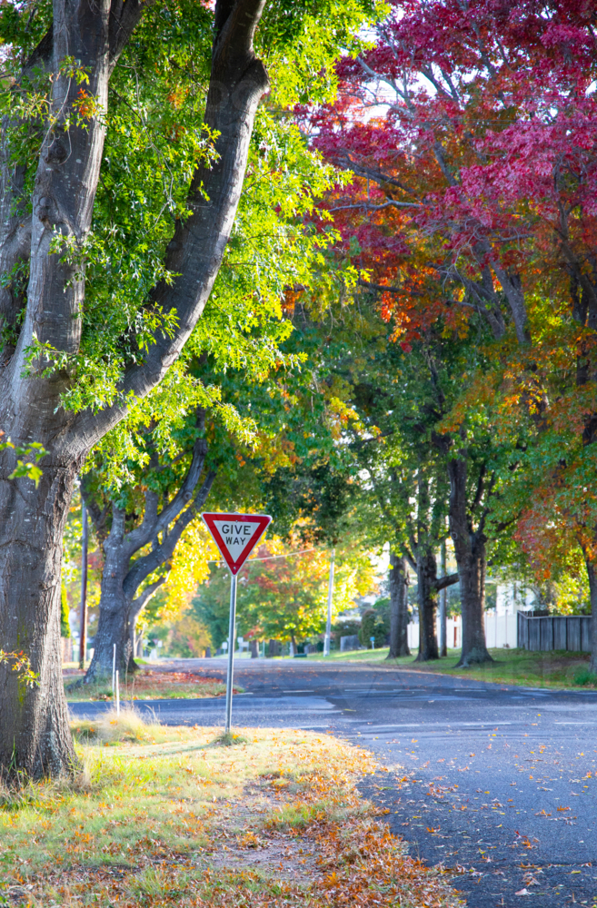 Image of A country bitumen road with a giveway sign and autumn trees ...