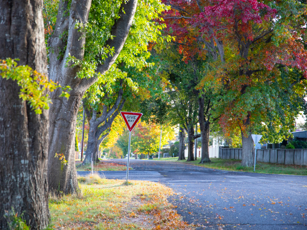 Image of A country bitumen road with a giveway sign and autumn trees ...