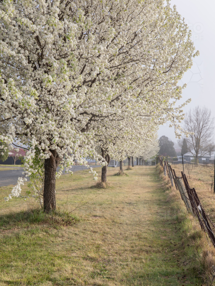 Image of A country fence lined with trees with white blossoms ...