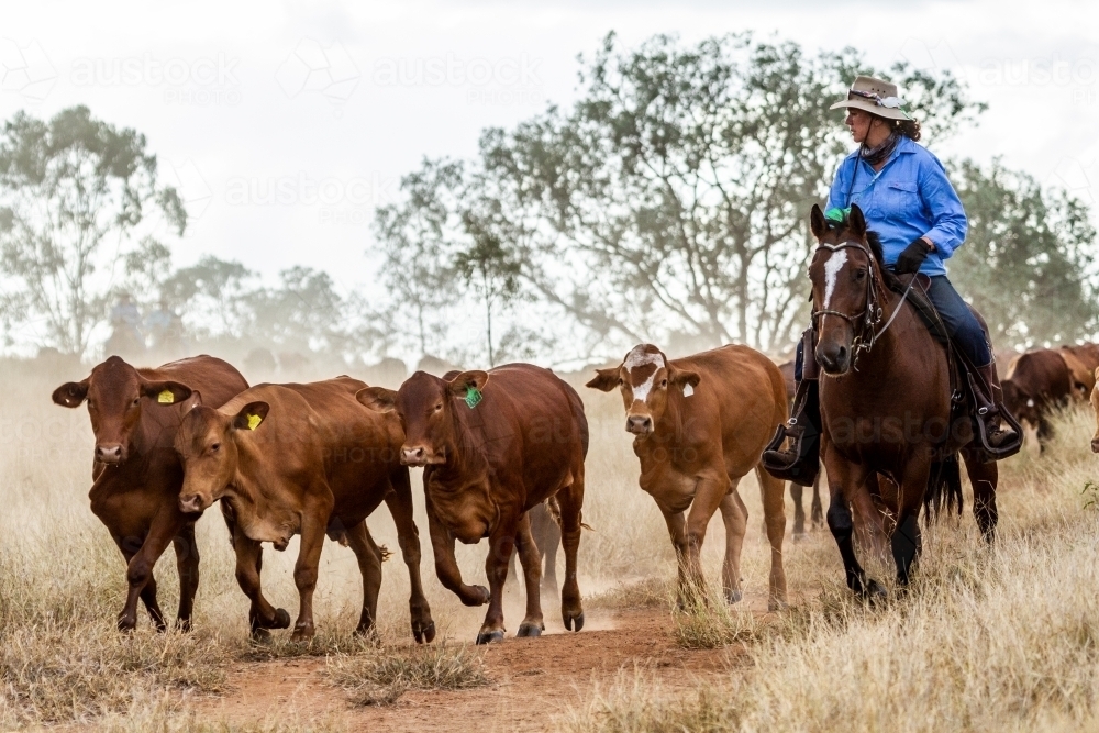 Image of A country lady mustering on horse. - Austockphoto