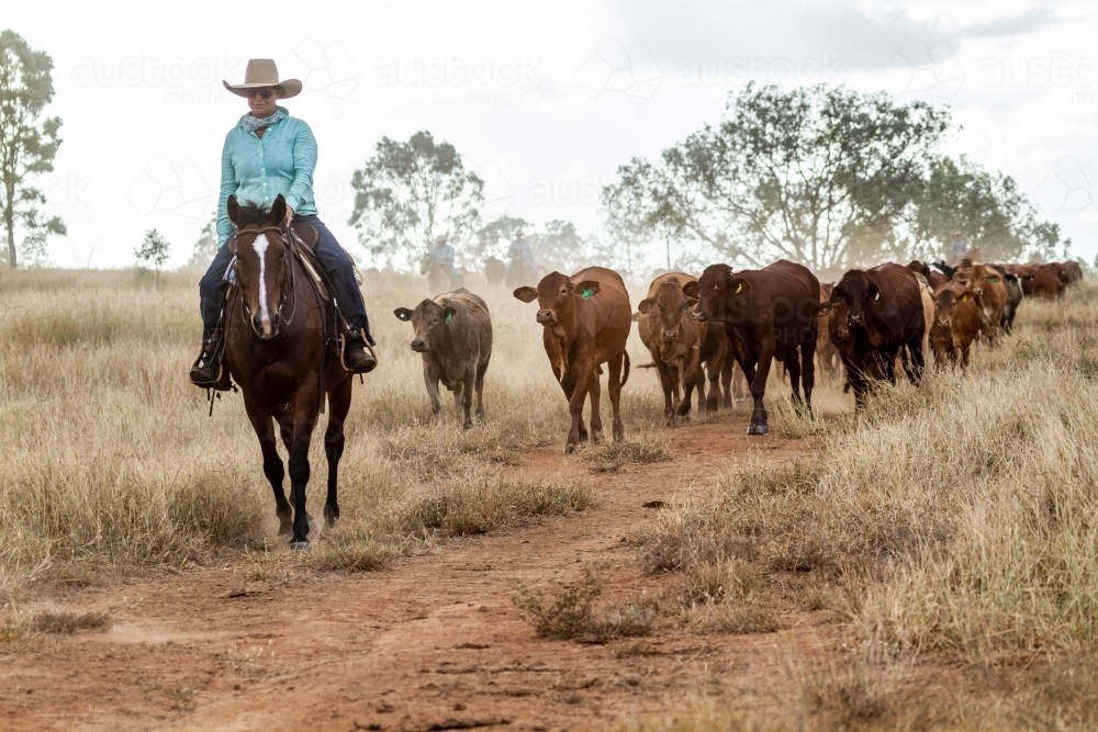 Image of A country lady mustering on horse. - Austockphoto