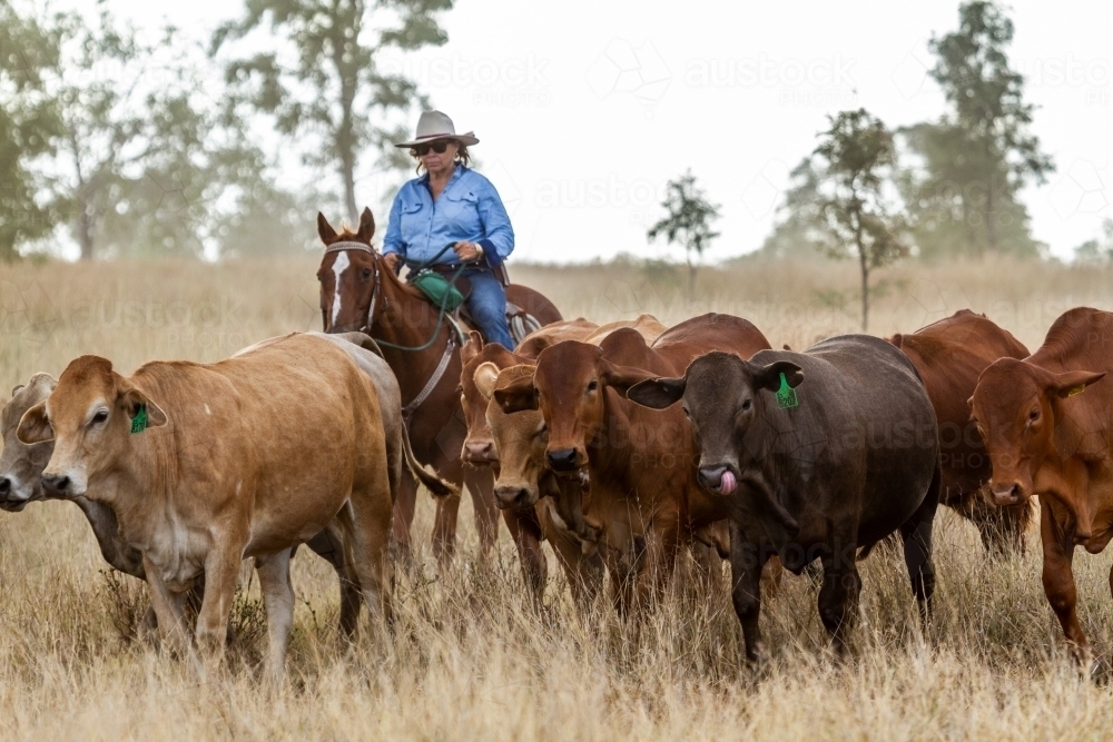 Image of A country lady mustering on horse. - Austockphoto