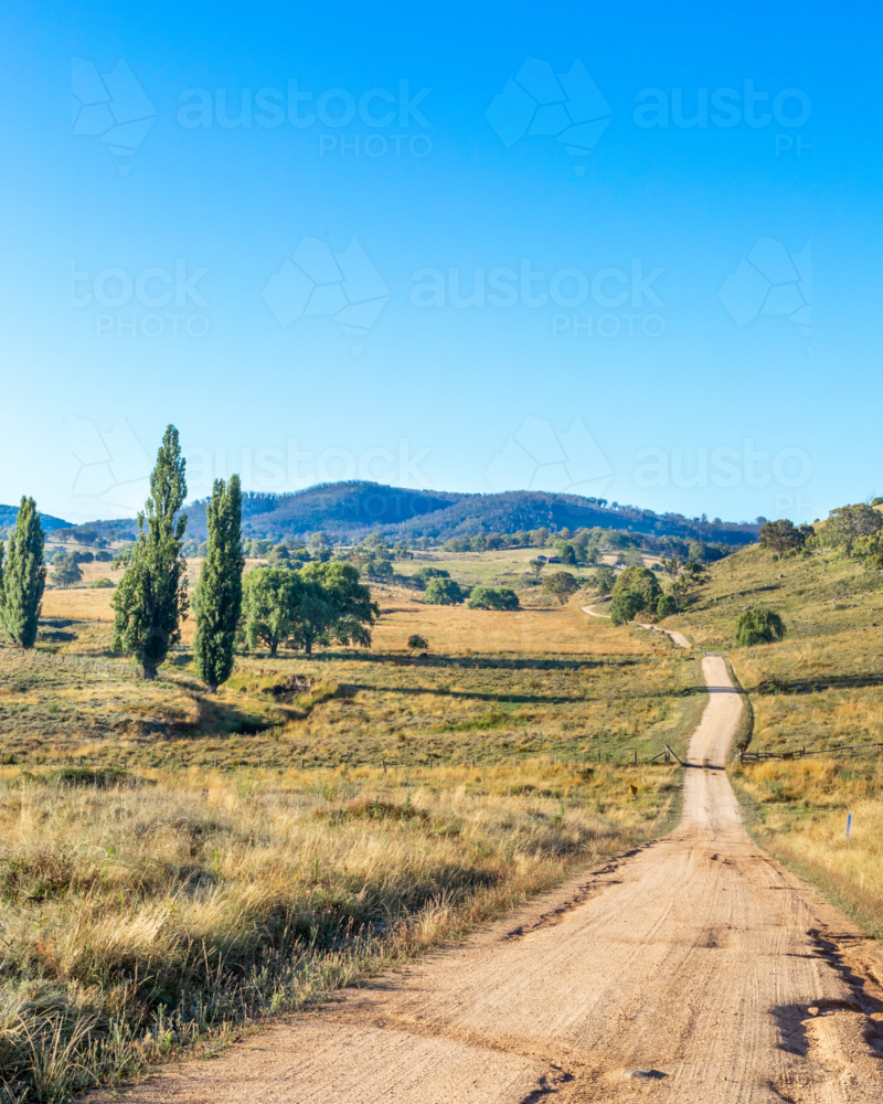 Image of A country road, poplar trees and a blue sky - Austockphoto