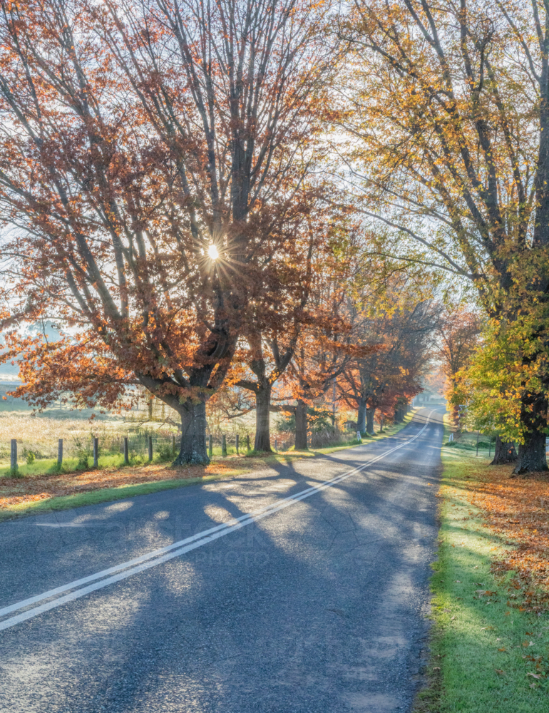 Image of A country road with autumn trees and foliage - Austockphoto