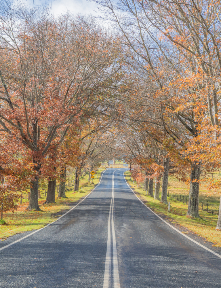 Image of A country road with autumn trees and foliage - Austockphoto