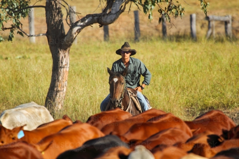 Image of A cowboy on horse mustering a mob of cattle. - Austockphoto