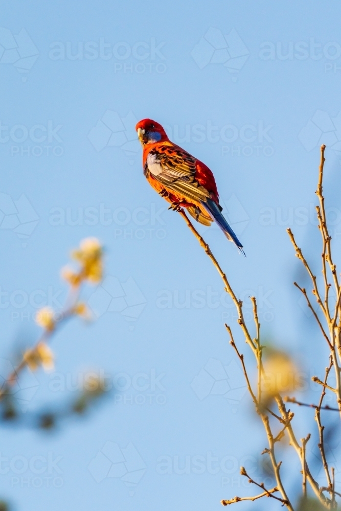 Image of A crimson rosella sitting high on an exposed branch in front ...