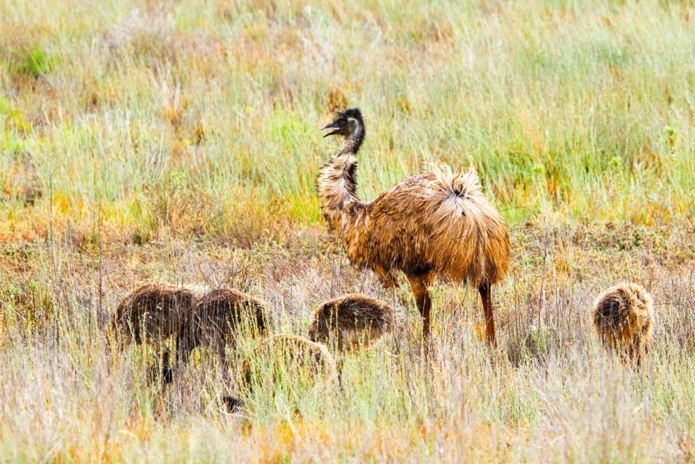 Image of A daddy emu and his young offspring - Austockphoto