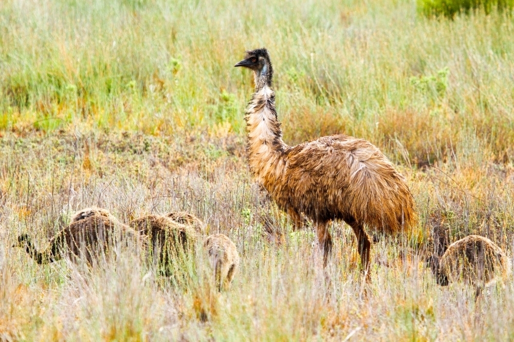 Image of A daddy emu and his young offspring - Austockphoto