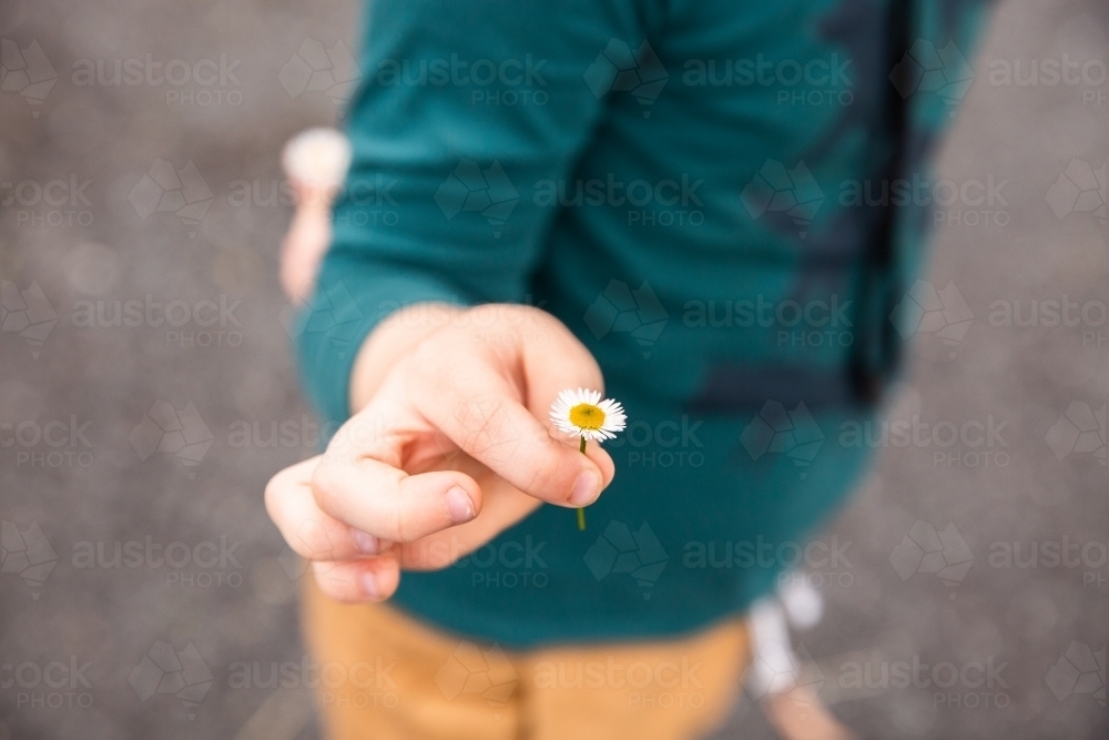 Image of a daisy pinched between little fingers - Austockphoto