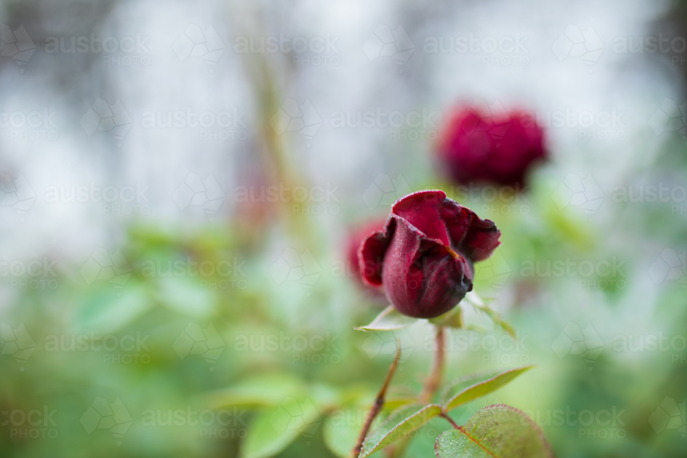 Image of A deep red rosebud dusted with morning dew stands against a ...