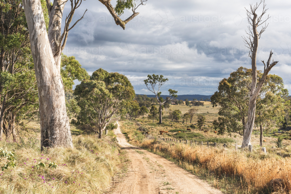 Image of A dirt road and an Australian country scene - Austockphoto