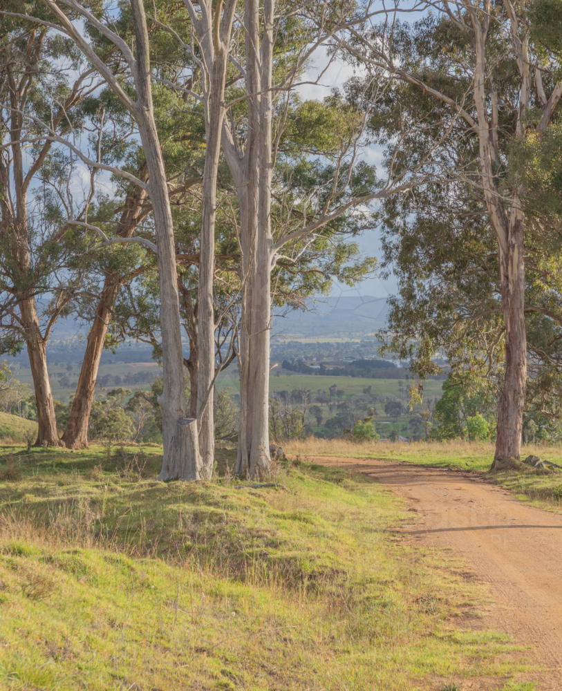 Image of A dirt road surrounded by grey gum trees - Austockphoto