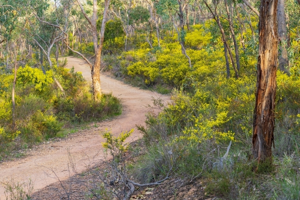 Image of A dirt road winding through gumtrees and wattle trees in the ...