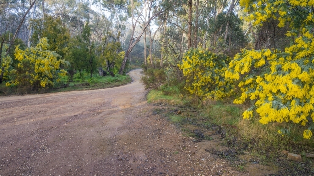 Image of A dirt road winding through wattle trees in the Australian ...