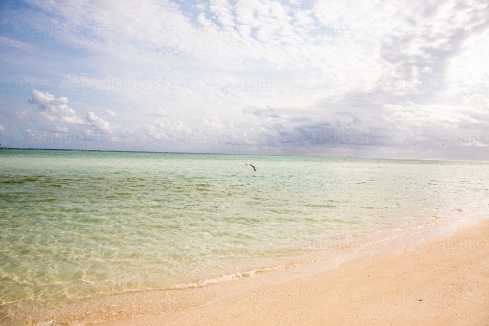 Image of a distant bird flying close to the water's surface near the ...