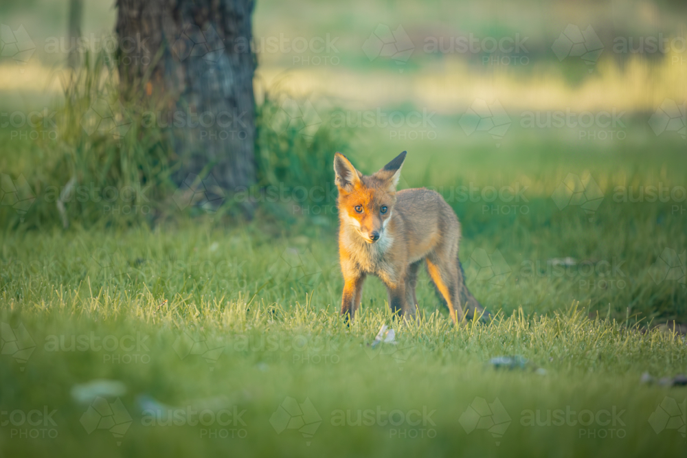 Image of A European Red Fox in a rural Australian backyard - Austockphoto