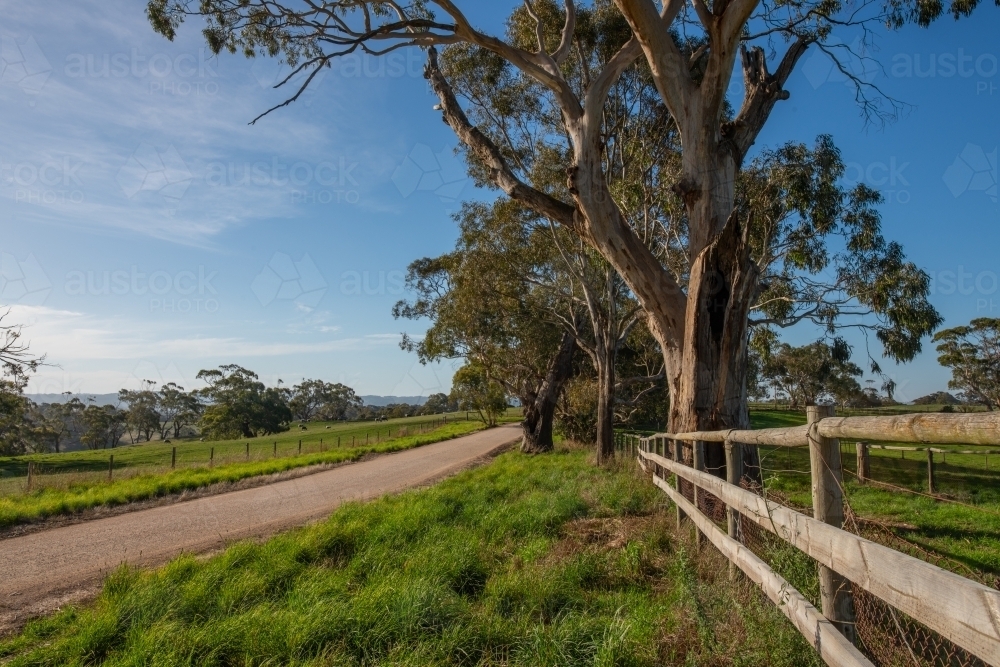 Image of a farm fence and country dirt road with gum trees, and ...