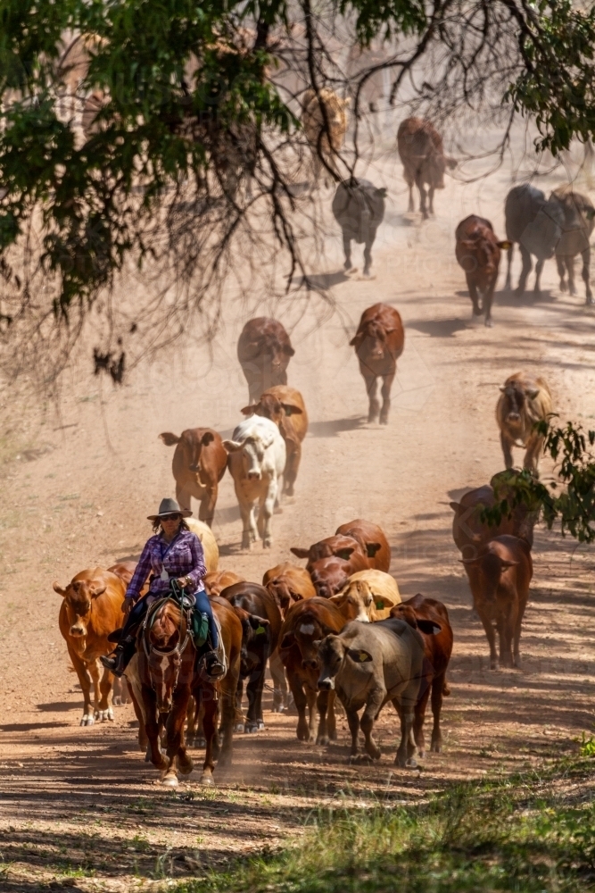Image of A female horse rider leads a mob of cattle down a dusty dirt ...