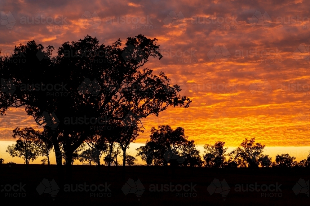 Image of A fiery orange sunset behind a stand of trees. - Austockphoto