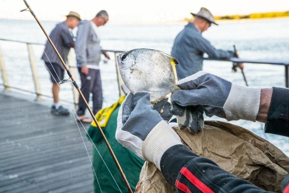 Image of A fisherman holds up a small fish he caught - Austockphoto
